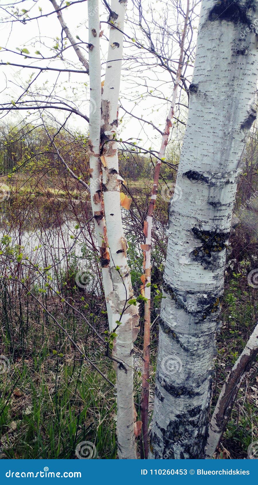 Close up of birch tree stock image. Image of forest - 110260453