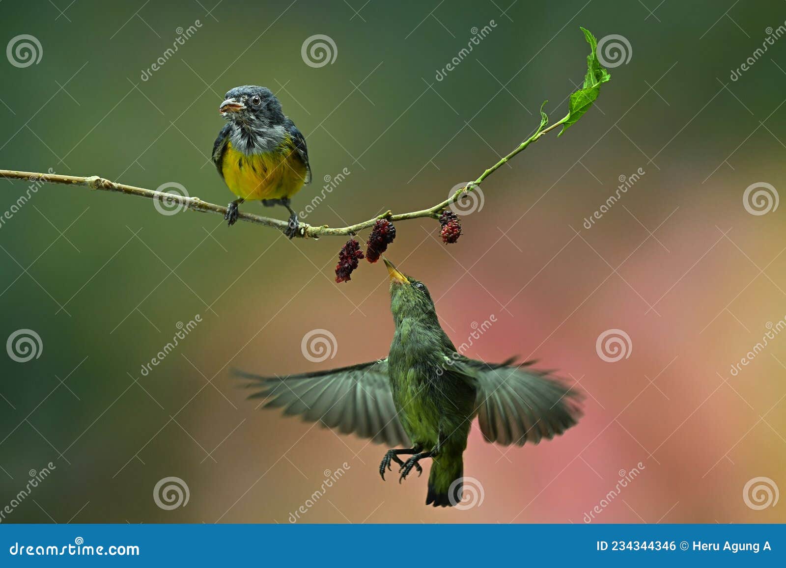 Close Up, Bird Eating Fruit Stock Photo - Image of flower, twig: 234344346