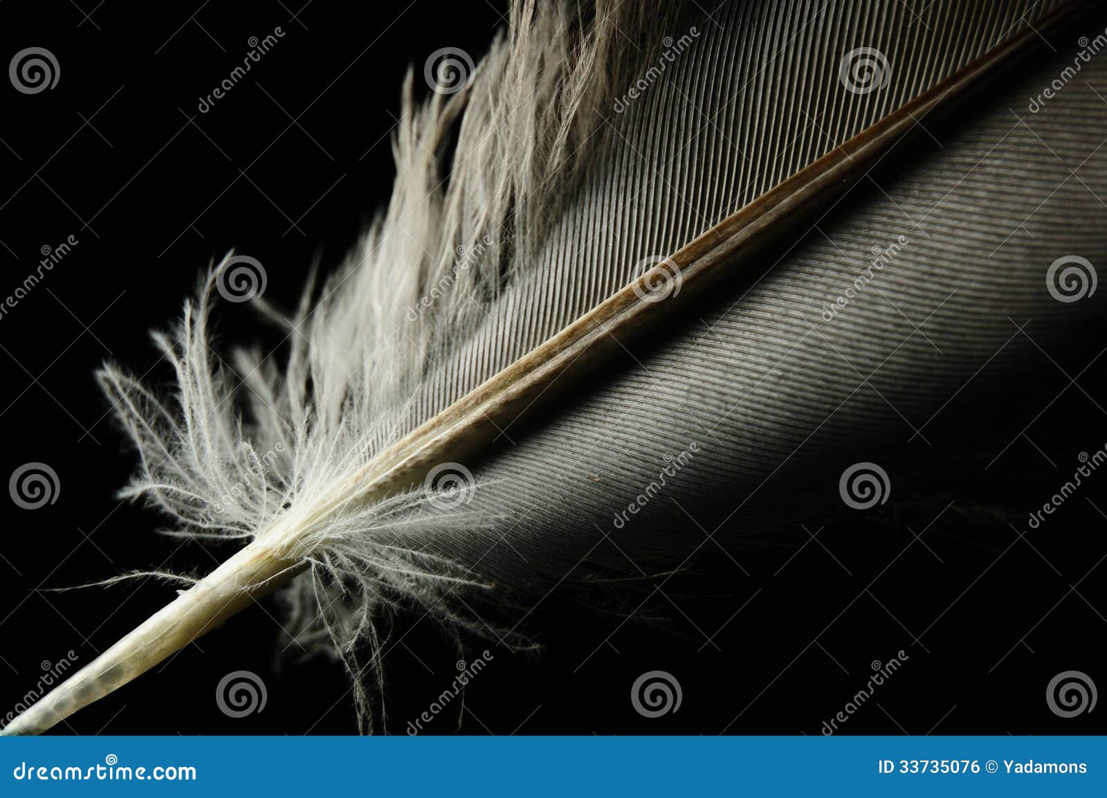 Close-up Bird Feather Individual Stock Photo - Image of isolated ...