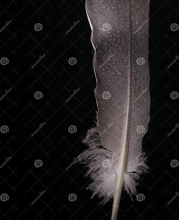 Close Up of Bird Feather Showing Fine Details Stock Image - Image of ...