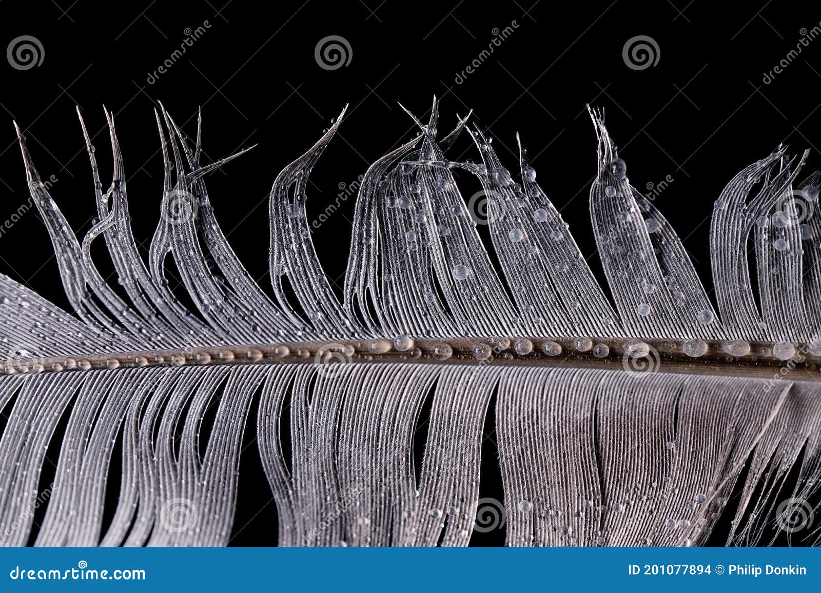 Close Up of Bird Feather Showing Water Droplets Stock Photo - Image of ...