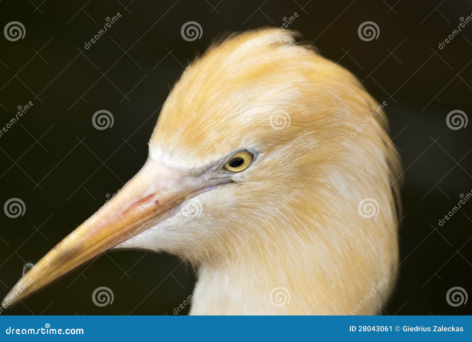 Close up of bird head stock image. Image of ibis, feathers - 28043061