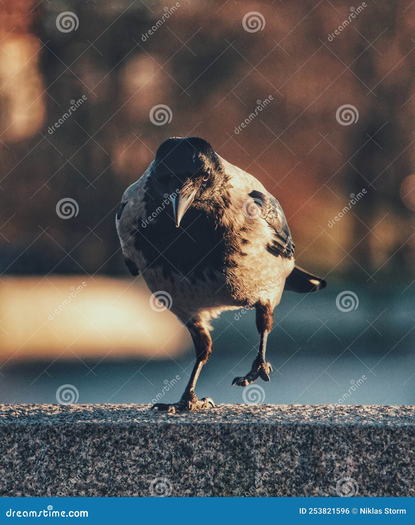 Close-up Of A Retaining Wall Made Of Stones. A Wall Called A Gabion ...