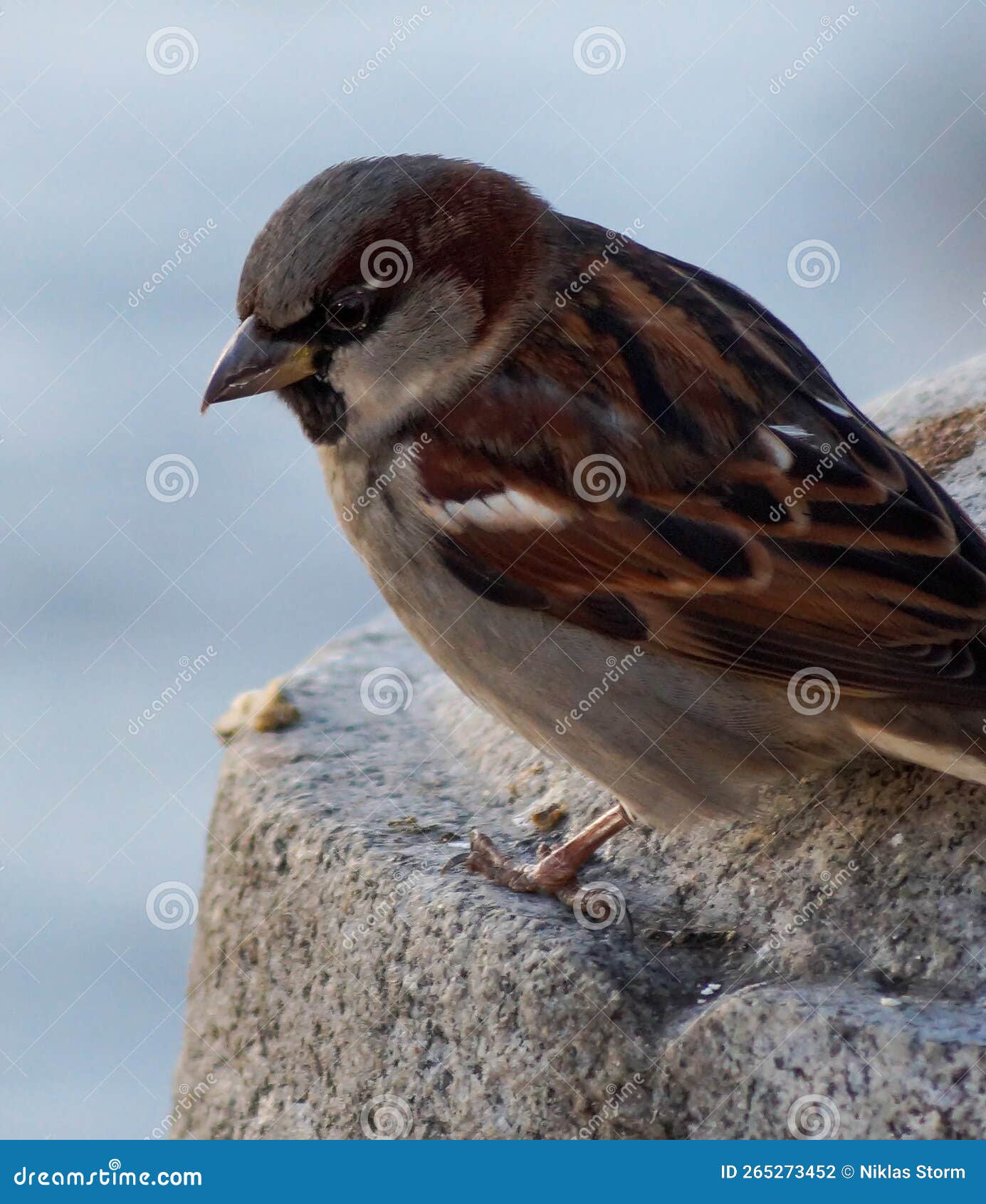 Close Up of Bird Perching on Retaining Wall Stock Photo - Image of ...