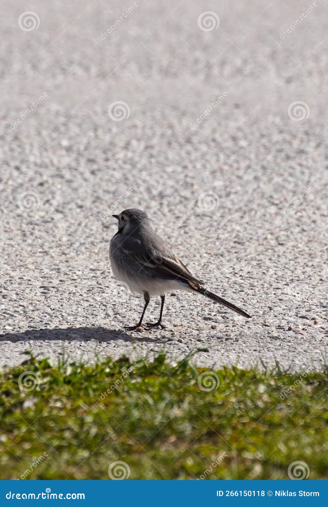 Close Up of Bird Perching on Road Stock Photo - Image of small, bird ...
