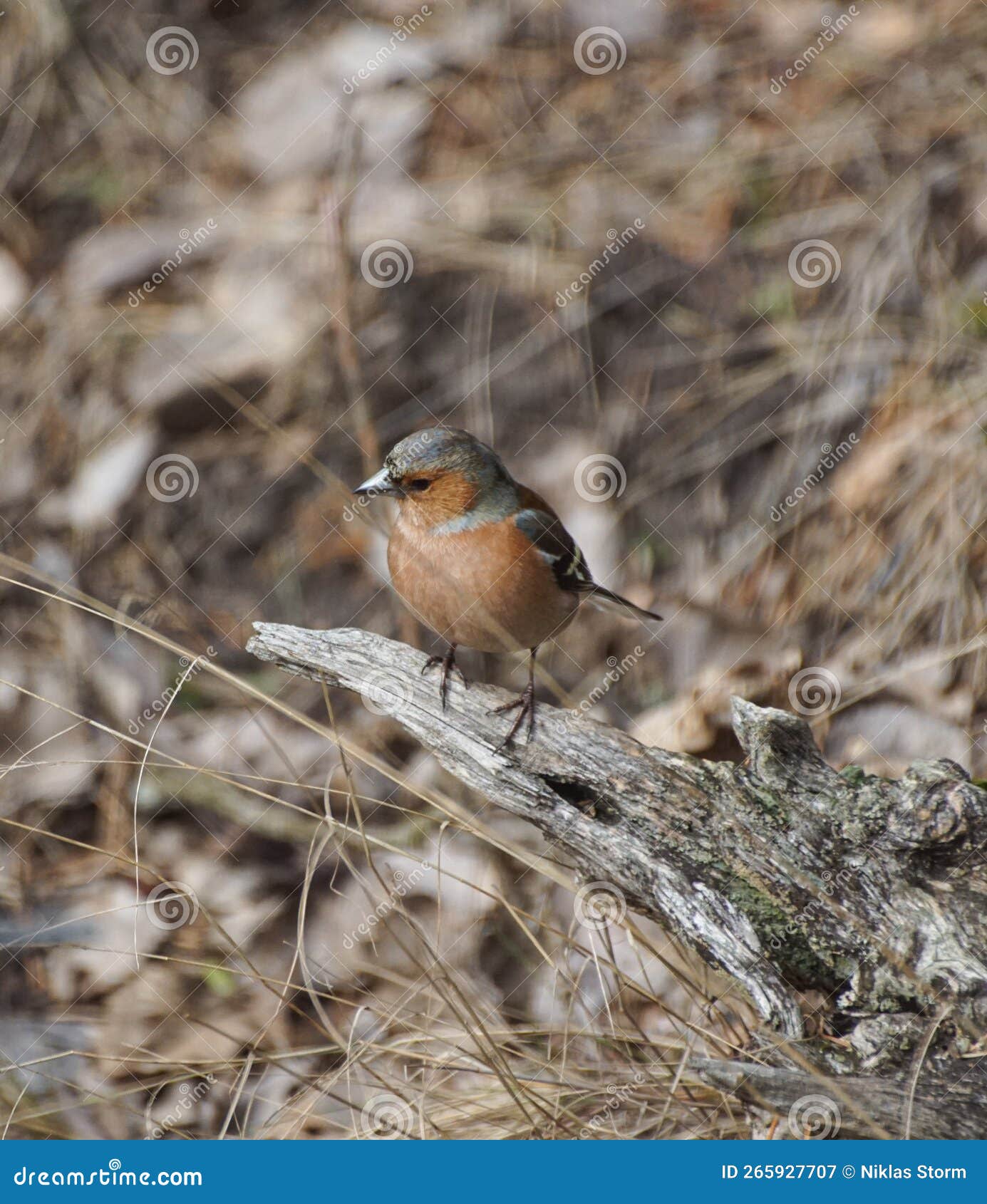 Close Up of Bird Perching on Tree Stump Stock Image - Image of perching ...