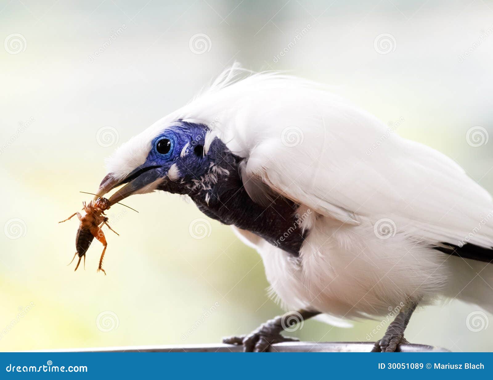 Bird with prey stock image. Image of eating, feather - 30051089