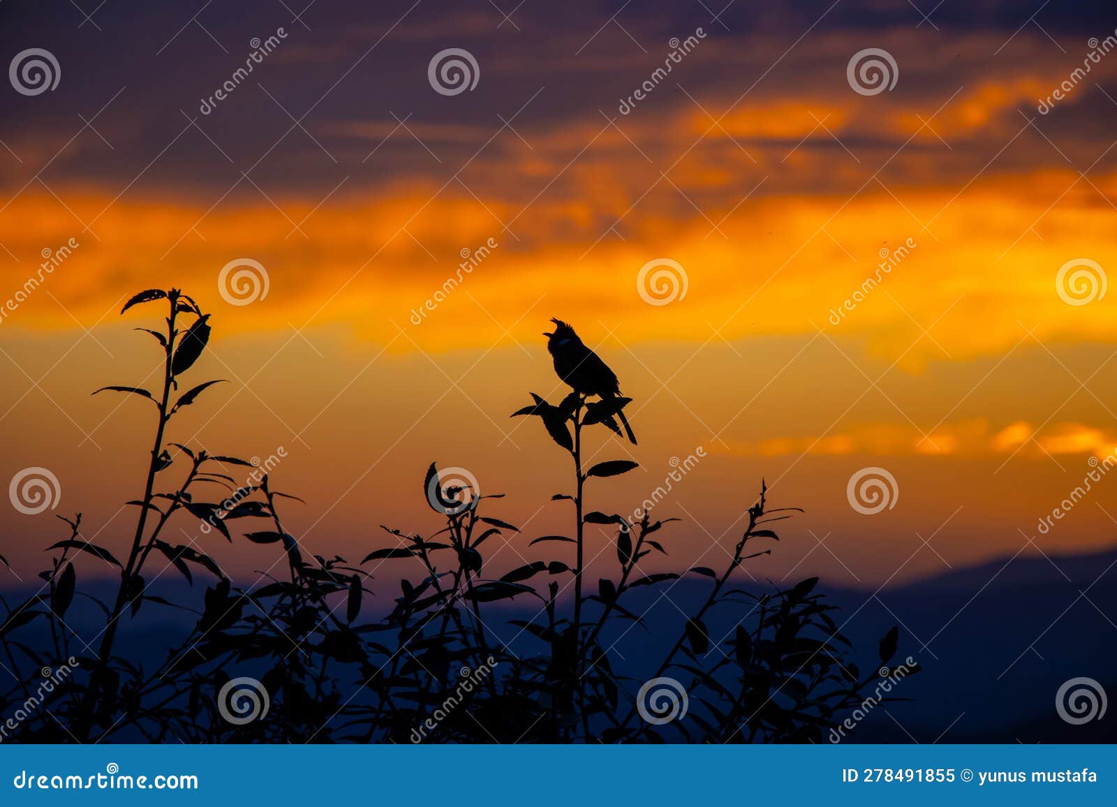 A Close Up of Bird Setting on Tree Against Cloud Sky Beautiful Sunset ...