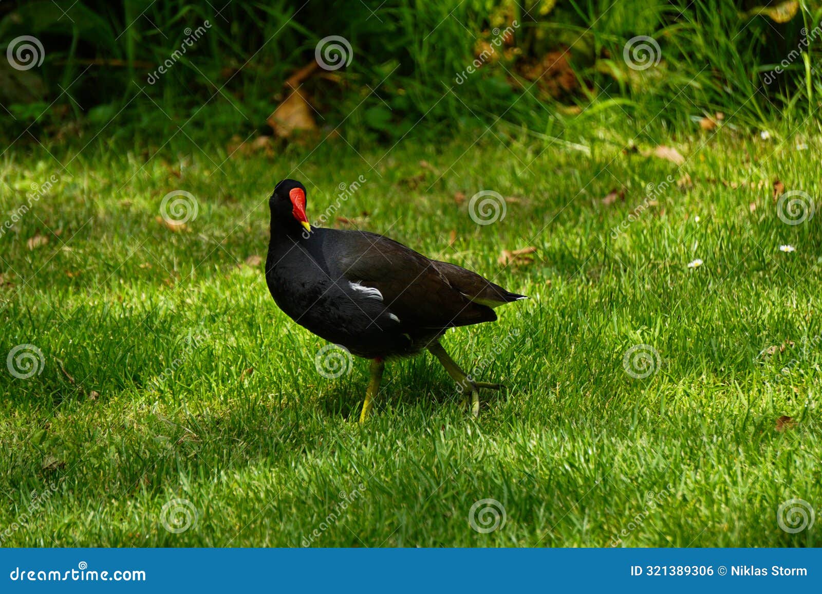 Close Up of a Bird Standing on the Ground Stock Photo - Image of ground ...