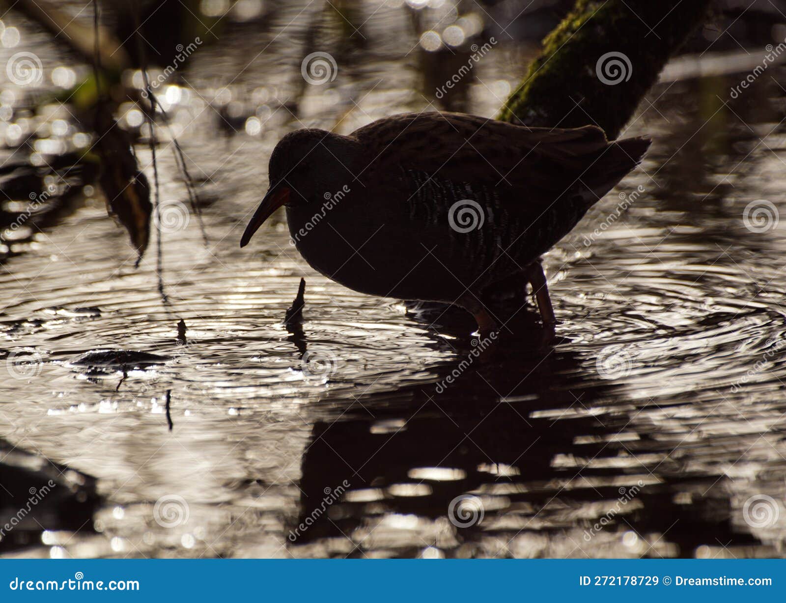 Close Up of Bird Standing in Swamp Stock Image - Image of beak, poultry ...