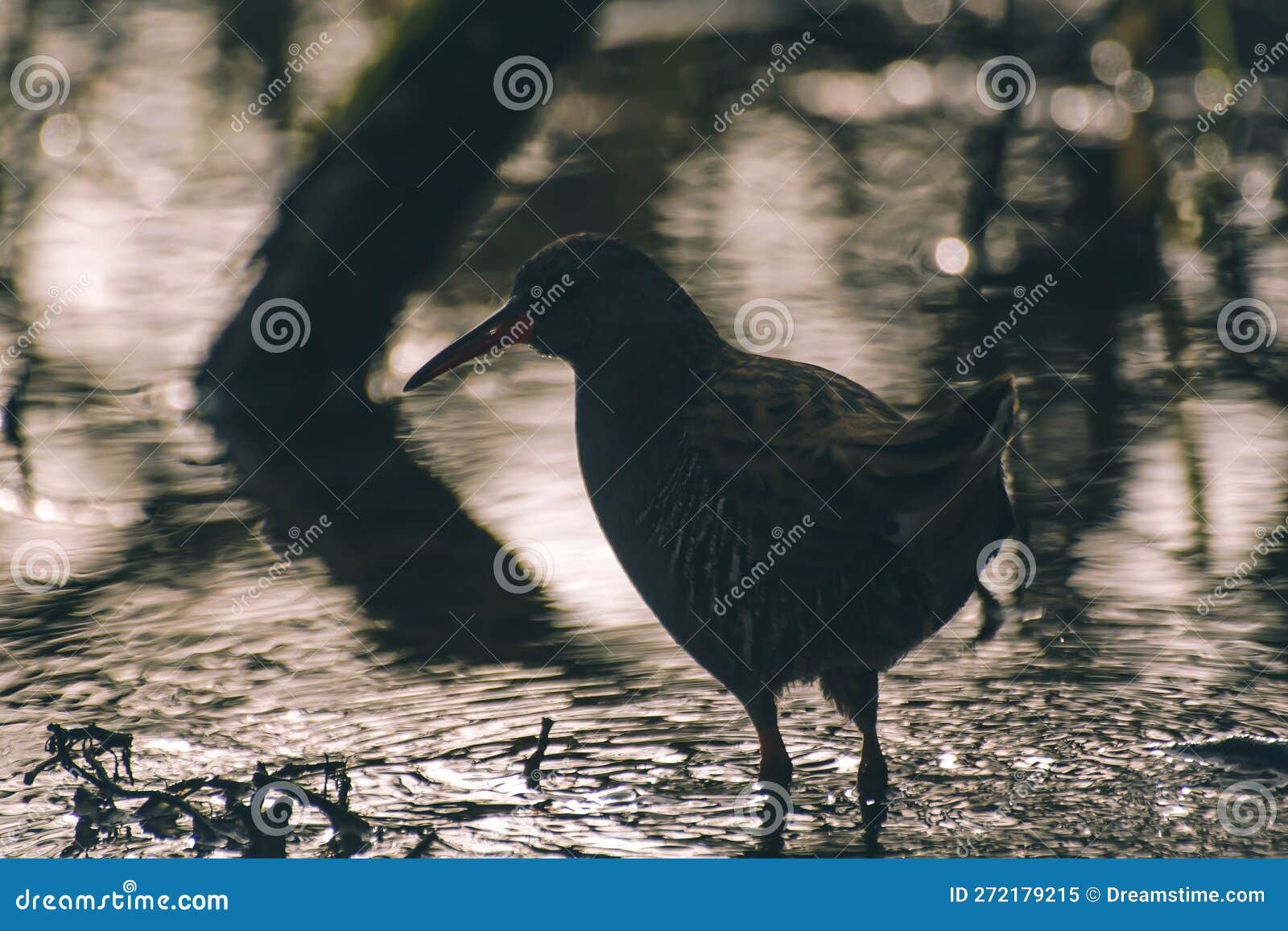 Close Up of Bird Standing in Swamp Stock Image - Image of brown, nature ...