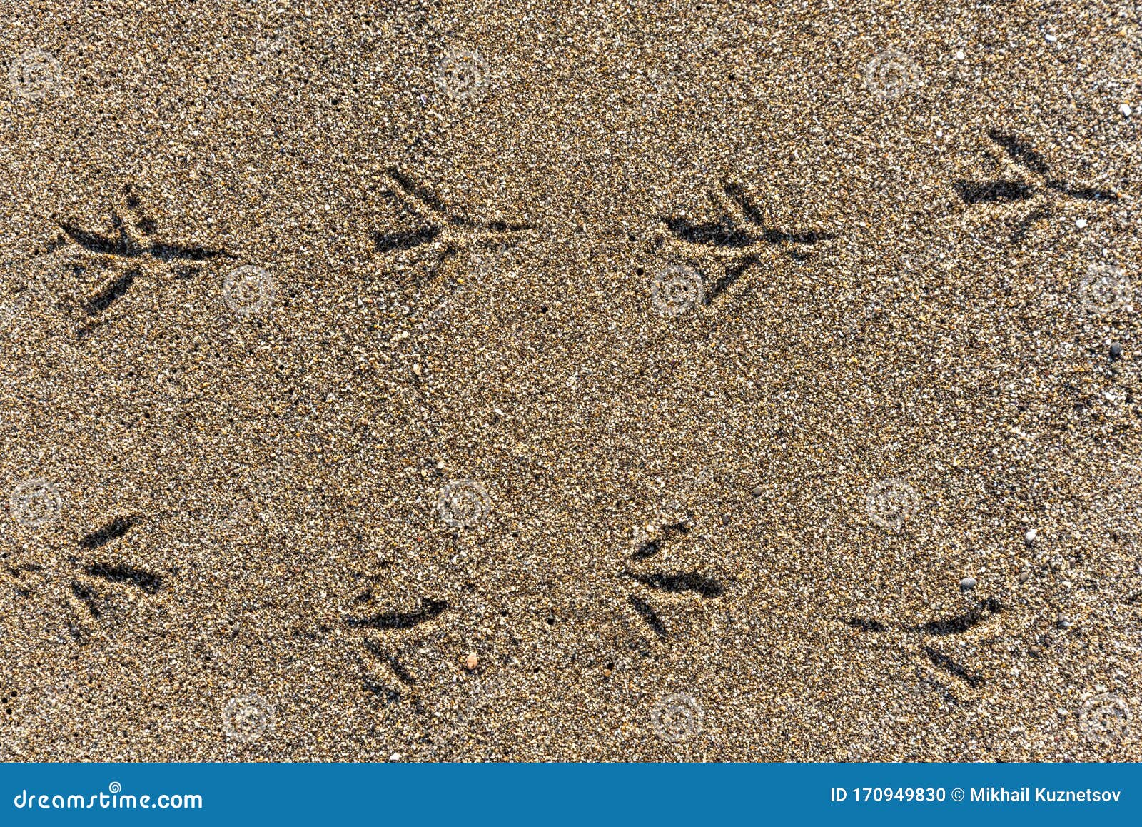 Close-up of Bird Tracks on the Sand in Sunset Light. Stock Photo ...