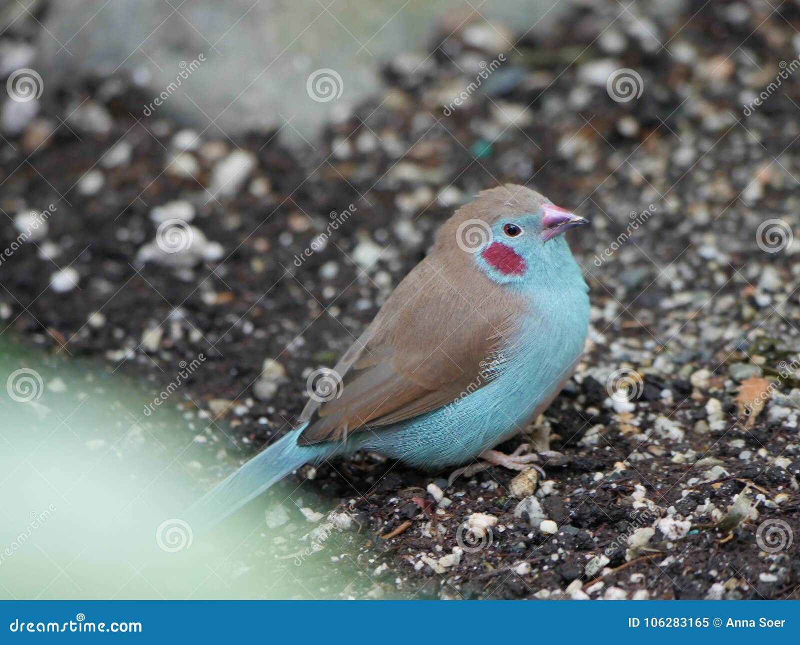 Blushing bird stock image. Image of bright, blushing - 106283165