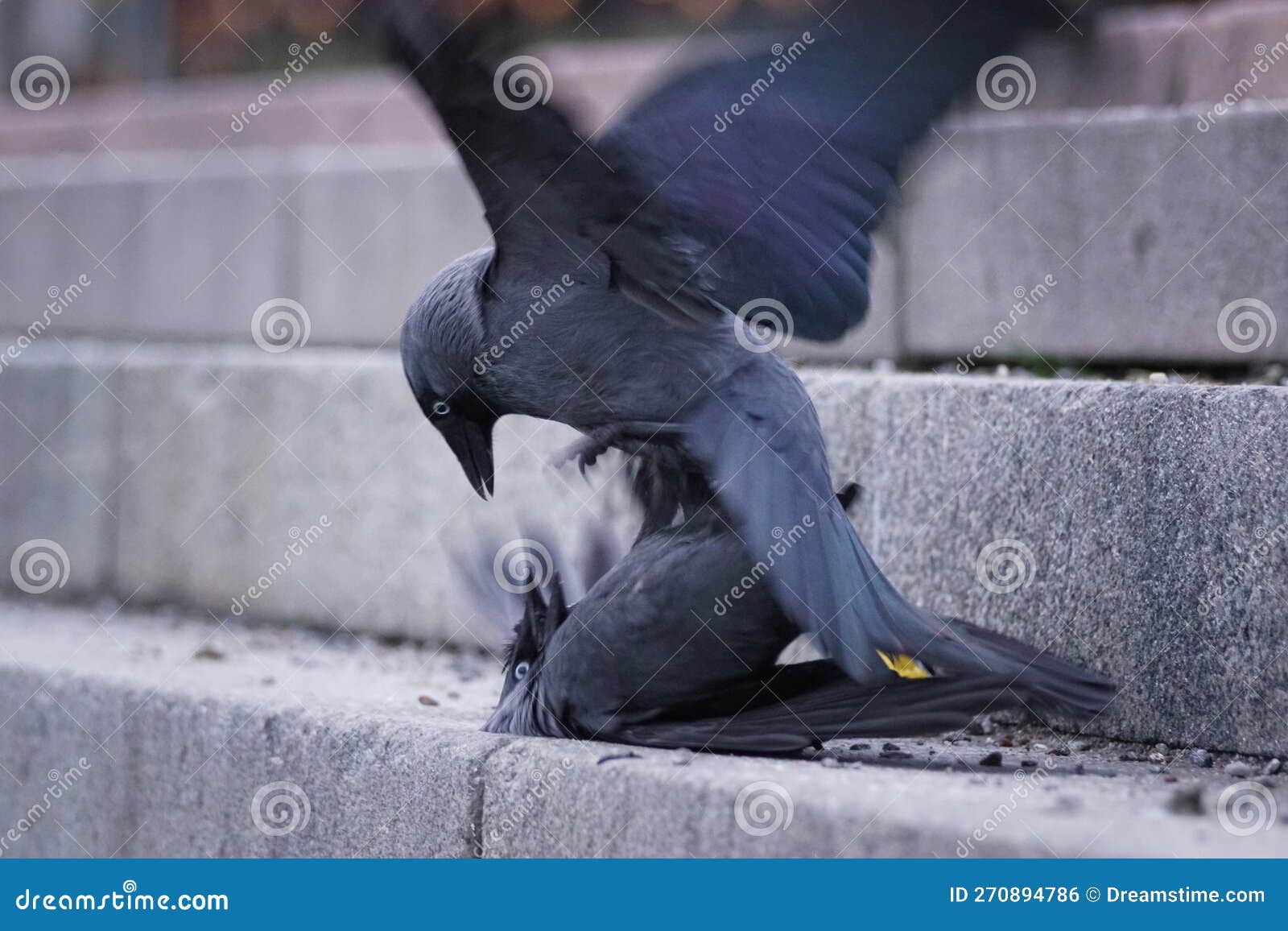 Close Up of Birds Fighting on Stone Step Stock Photo - Image of winter ...
