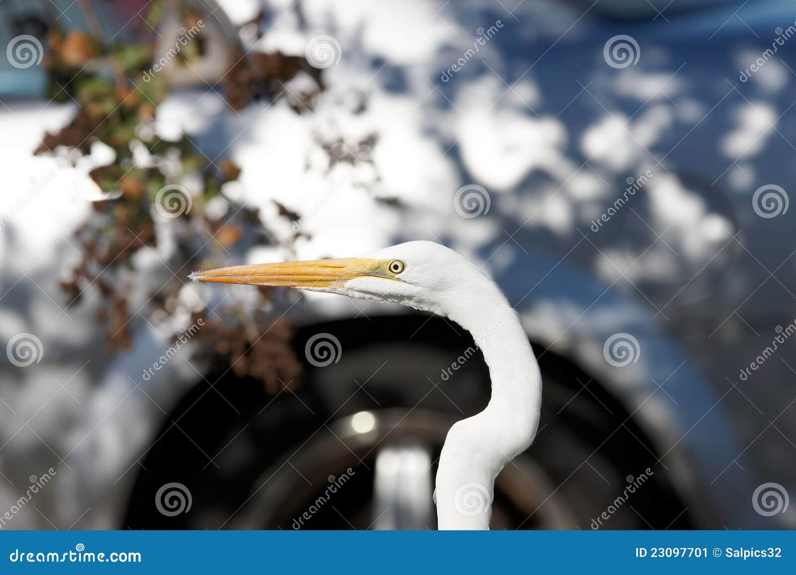 Close up of a birds head stock image. Image of bird, yellow - 23097701