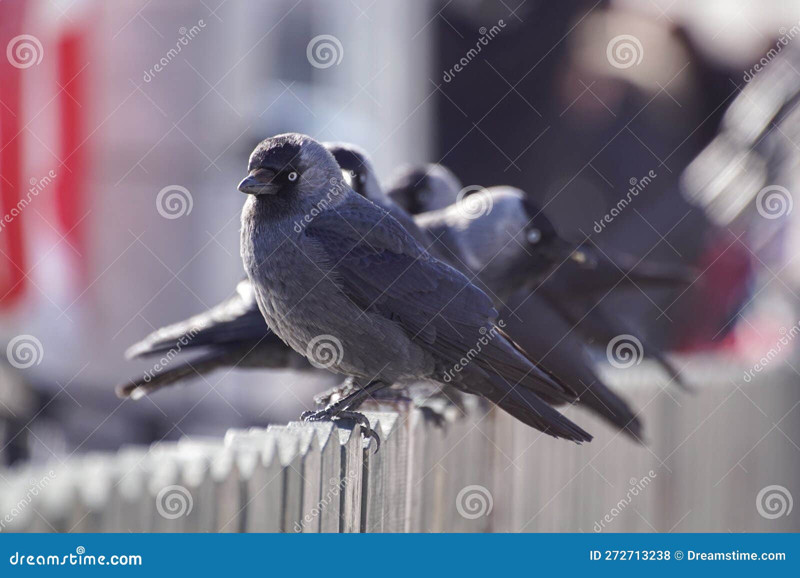 Close Up of Birds Perching on Railing Stock Photo - Image of person ...
