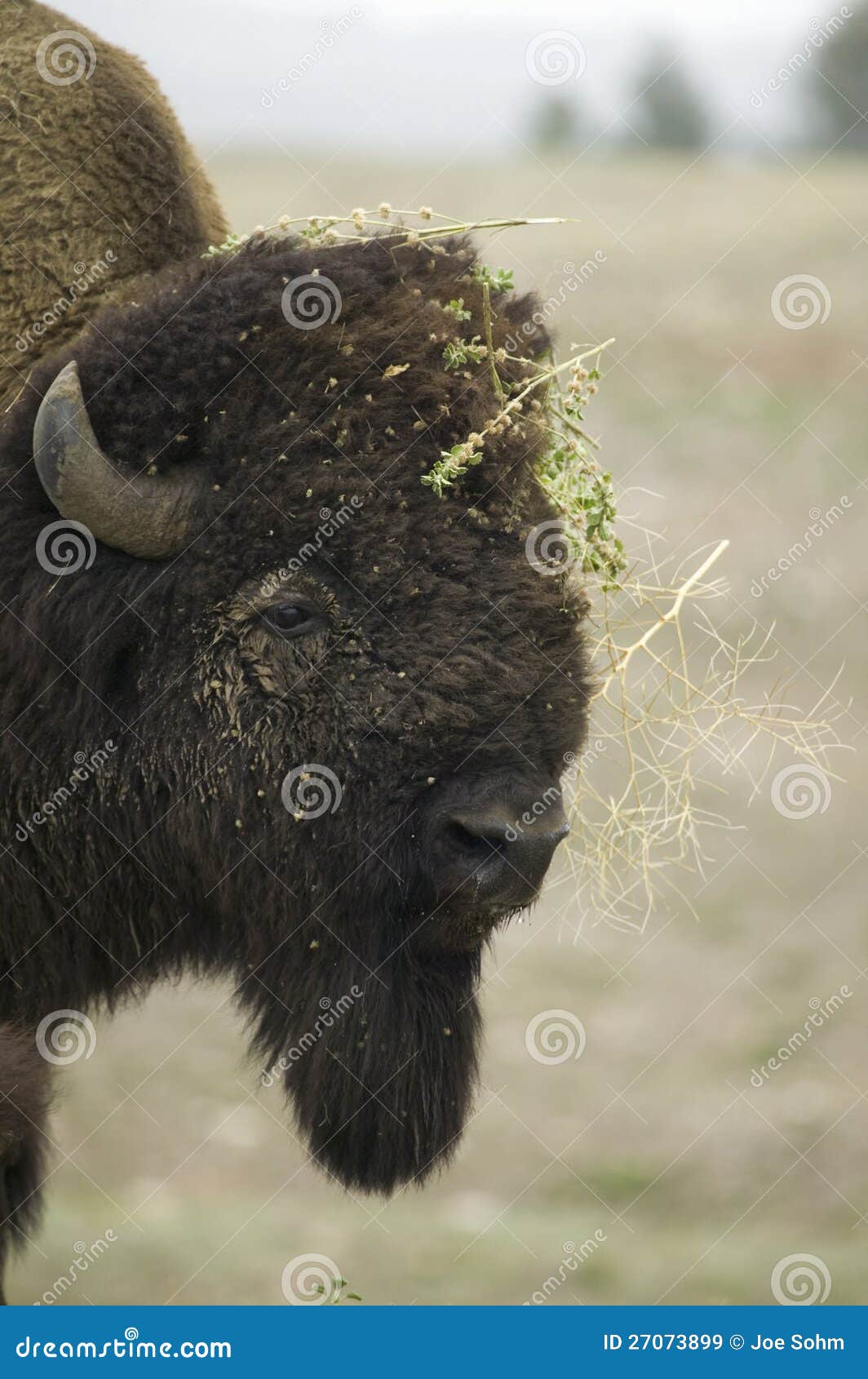 Close-up of Bison stock image. Image of mammal, grassland - 27073899