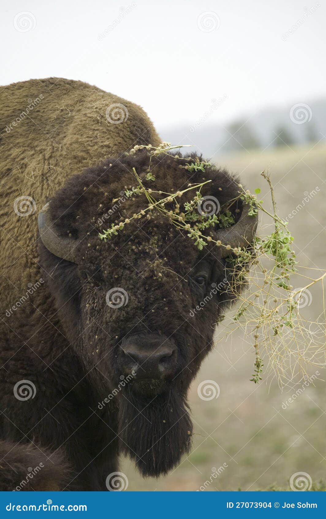 Close-up of Bison stock photo. Image of north, mammal - 27073904