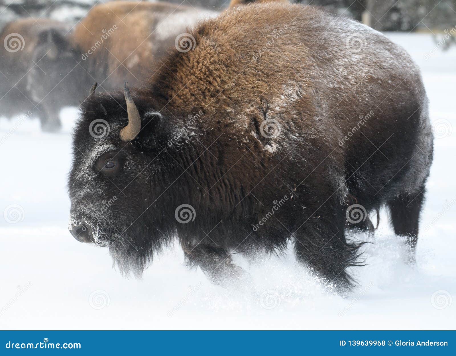 Close Up of a Bison Charging through the Snow Stock Photo - Image of ...