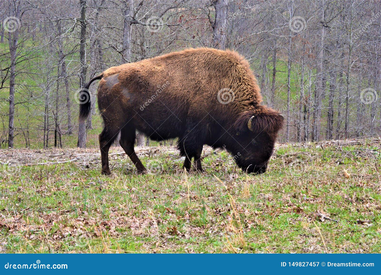 Close Up of Bison Eating Grass Stock Image - Image of woodland ...