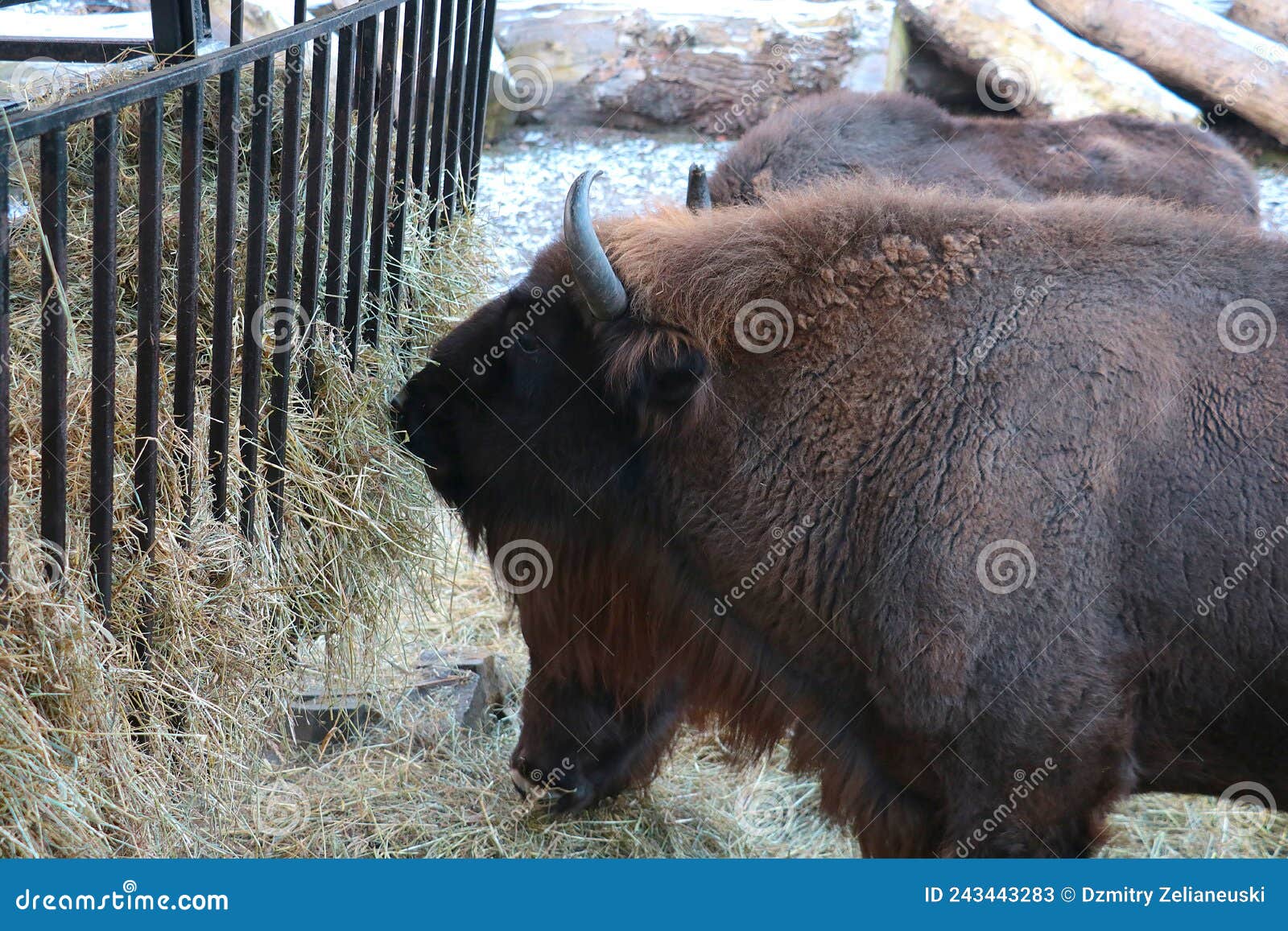 Close-up of a Bison that Eats Hay or Grass Stock Image - Image of close ...