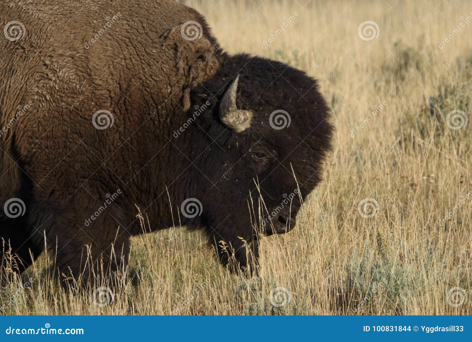 Bison head stock photo. Image of north, american, faithful - 100831844