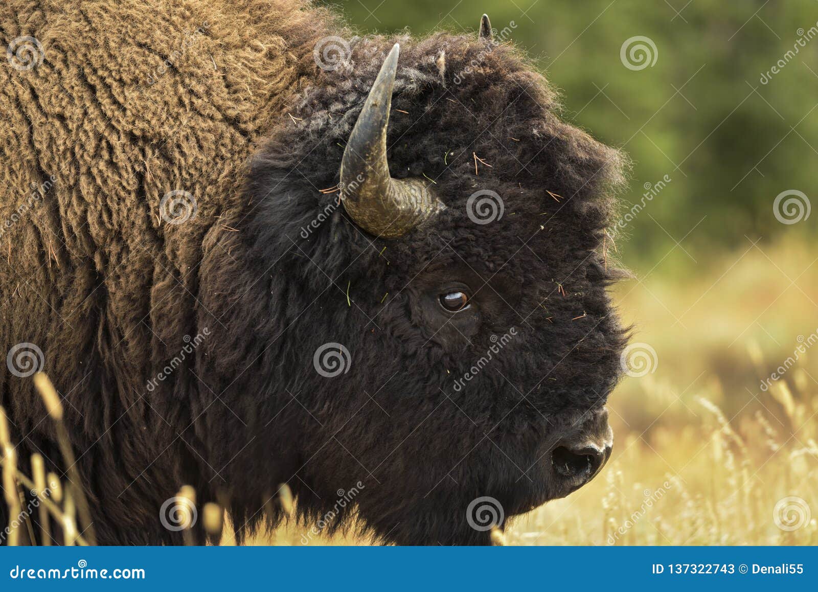 Close up of bison head stock image. Image of green, mammal - 137322743