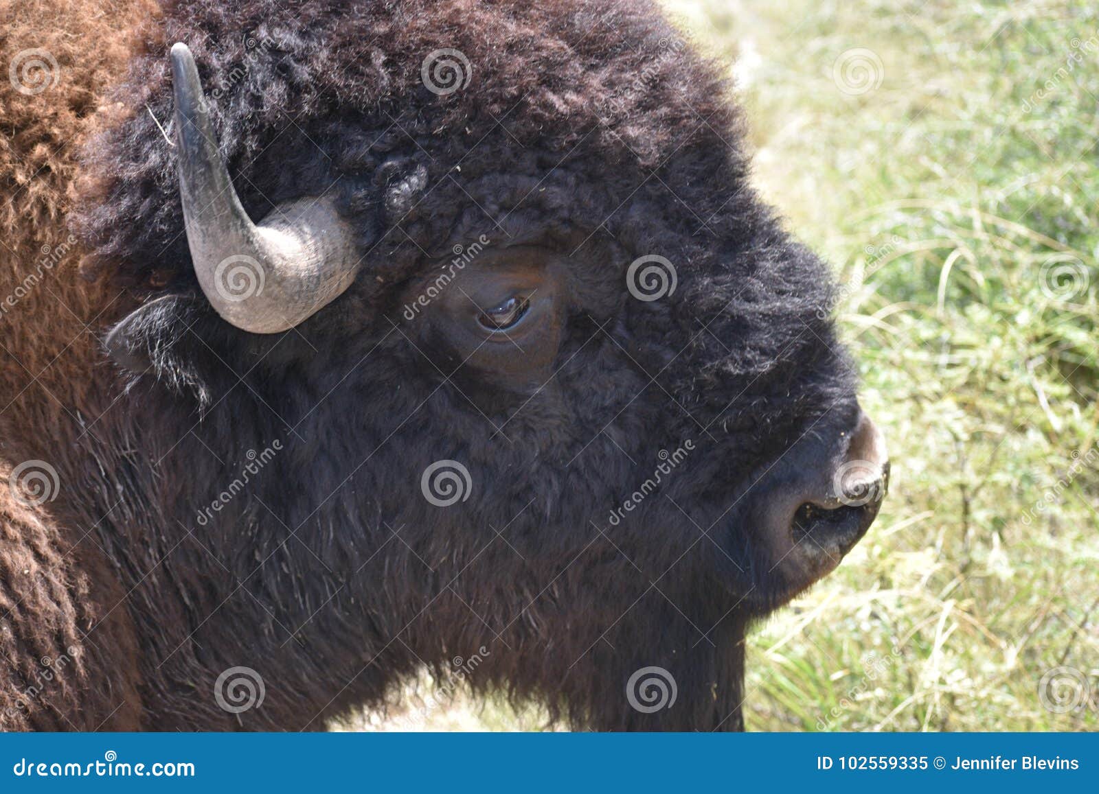 Bison Photography stock image. Image of portrait, closeup - 102559335