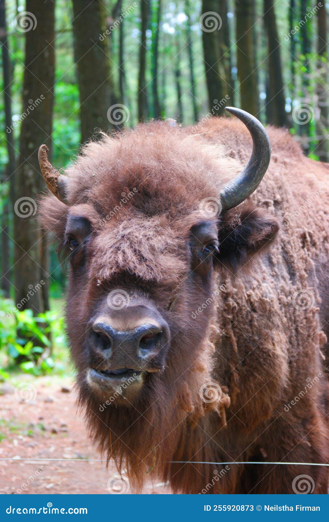 Close Up of a Bison at the Zoo Stock Image - Image of bison, horn ...