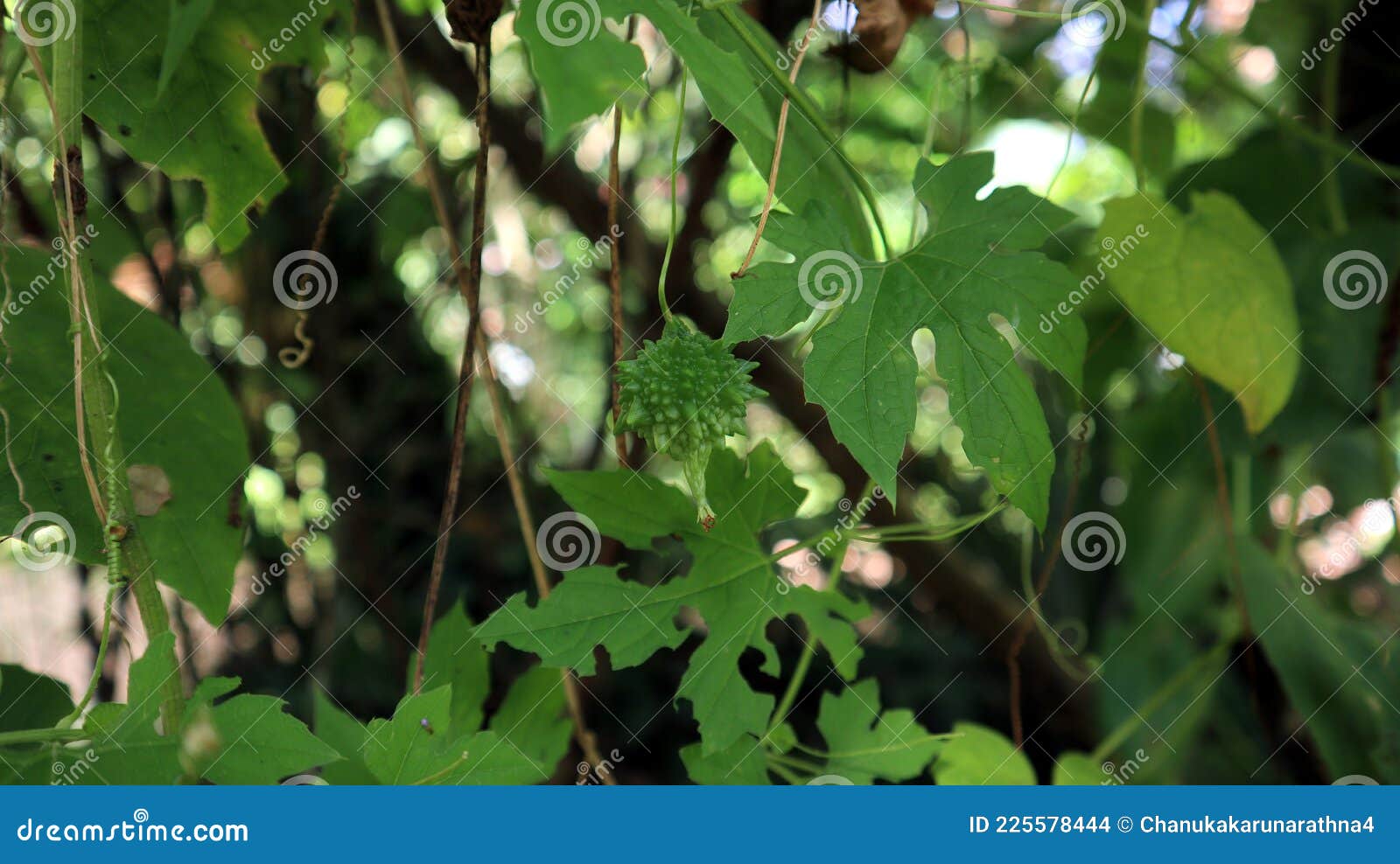 Close Up of a Bitter Gourd Vine with a Hanging Small Bitter Gourd Stock ...