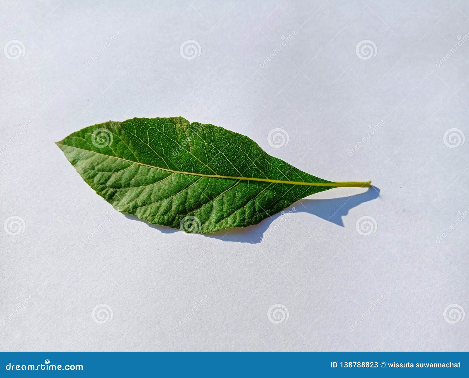 Bitter Leave on White Background Stock Image - Image of medicine ...