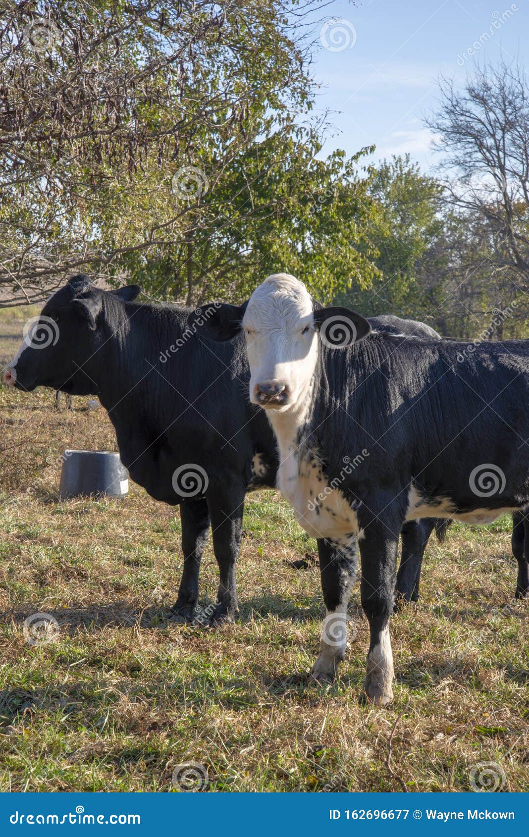 Black Angus and White Face Cow Stock Image - Image of farmland, face ...