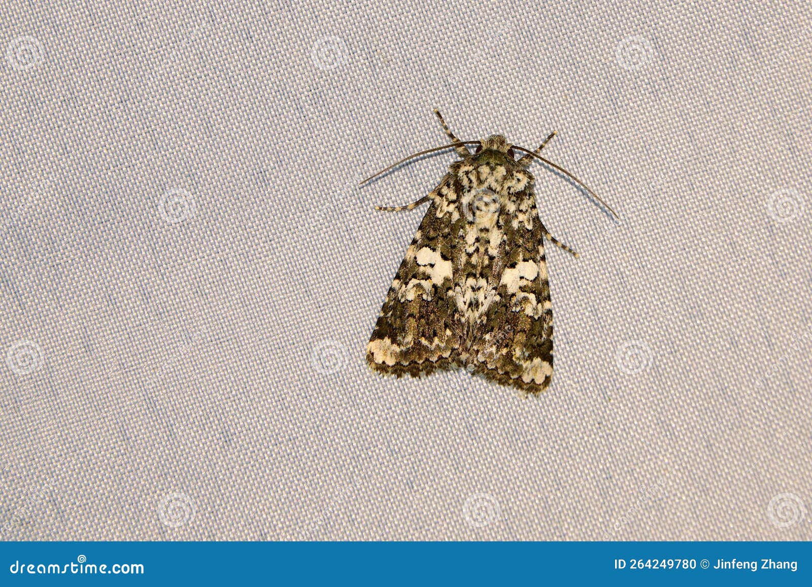 Noctuidae moth stock photo. Image of moth, stripe, natural - 264249780