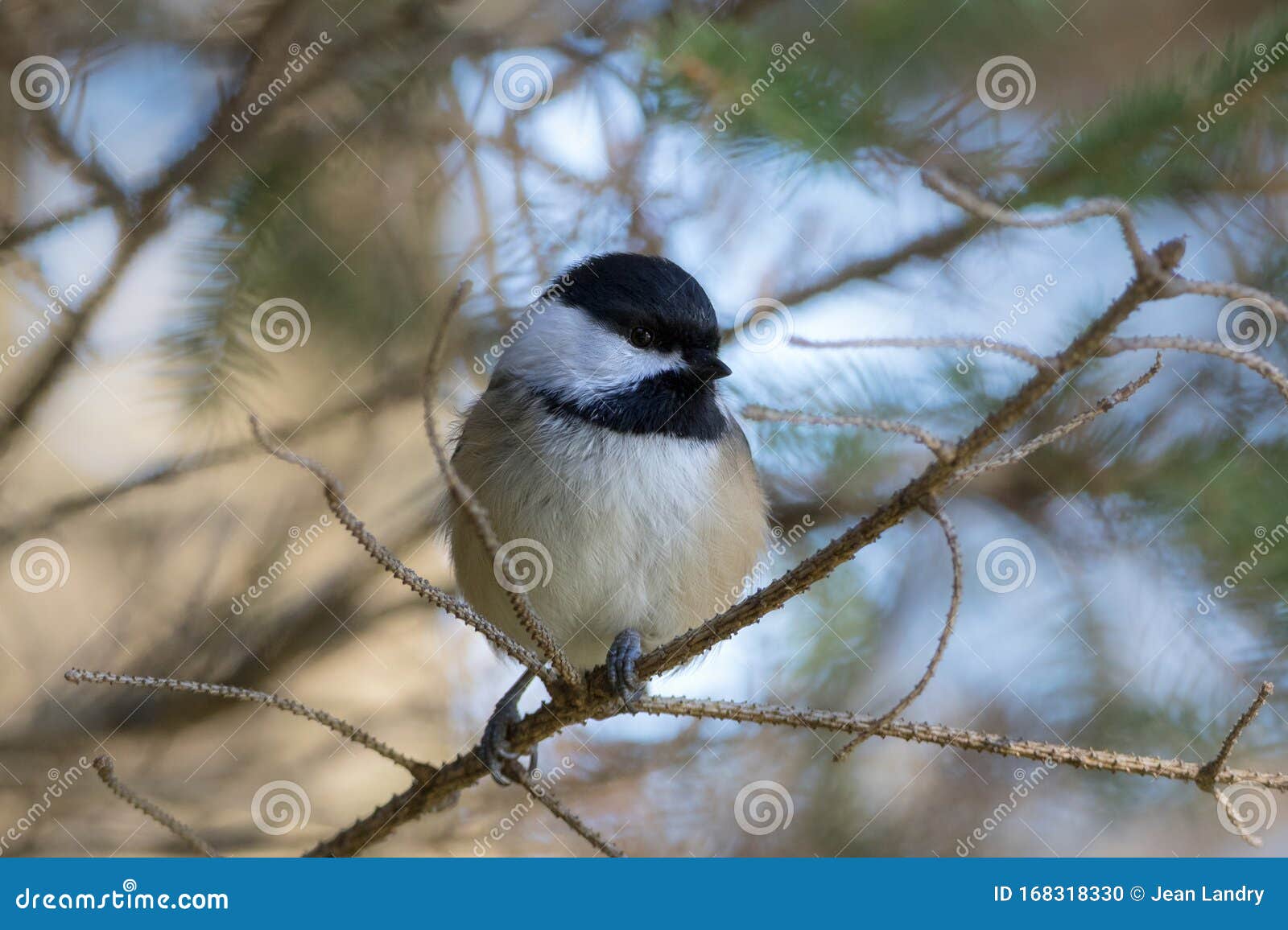 Close Up of Black-capped Chickadee Perched on Conifer Branch in Forest ...