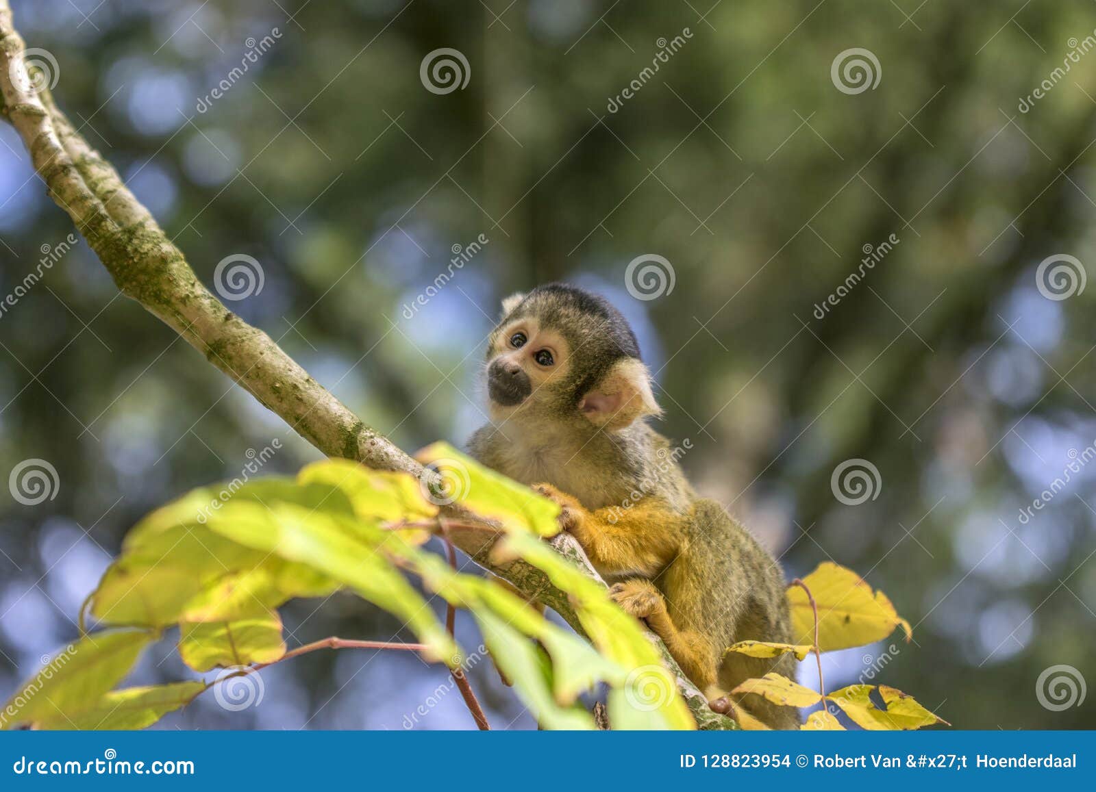 Close Up of a Black-Capped Squirrel Monkey in a Tree Stock Photo ...
