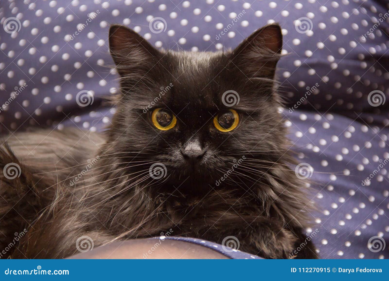 Close-up of a Black Cat, Looking at Camera Stock Image - Image of ...