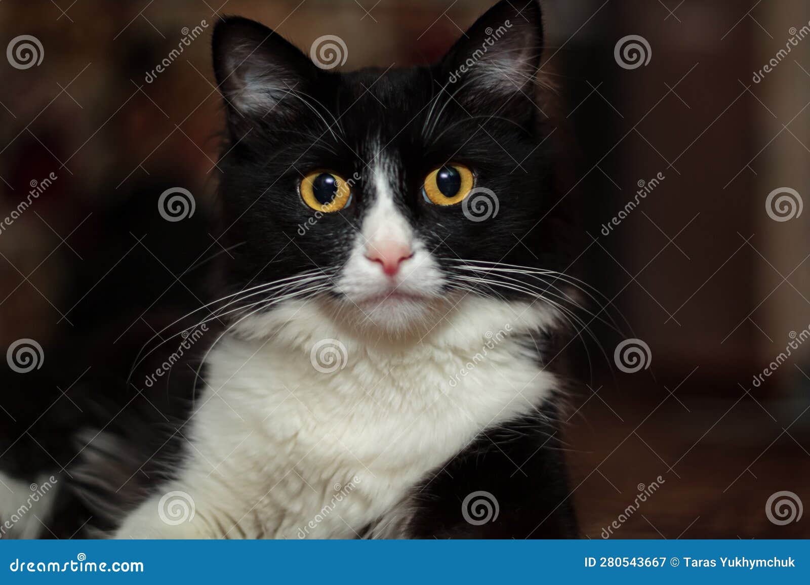 Close-up of a Black Cat with a White Face. Cute Kitty Stock Image ...