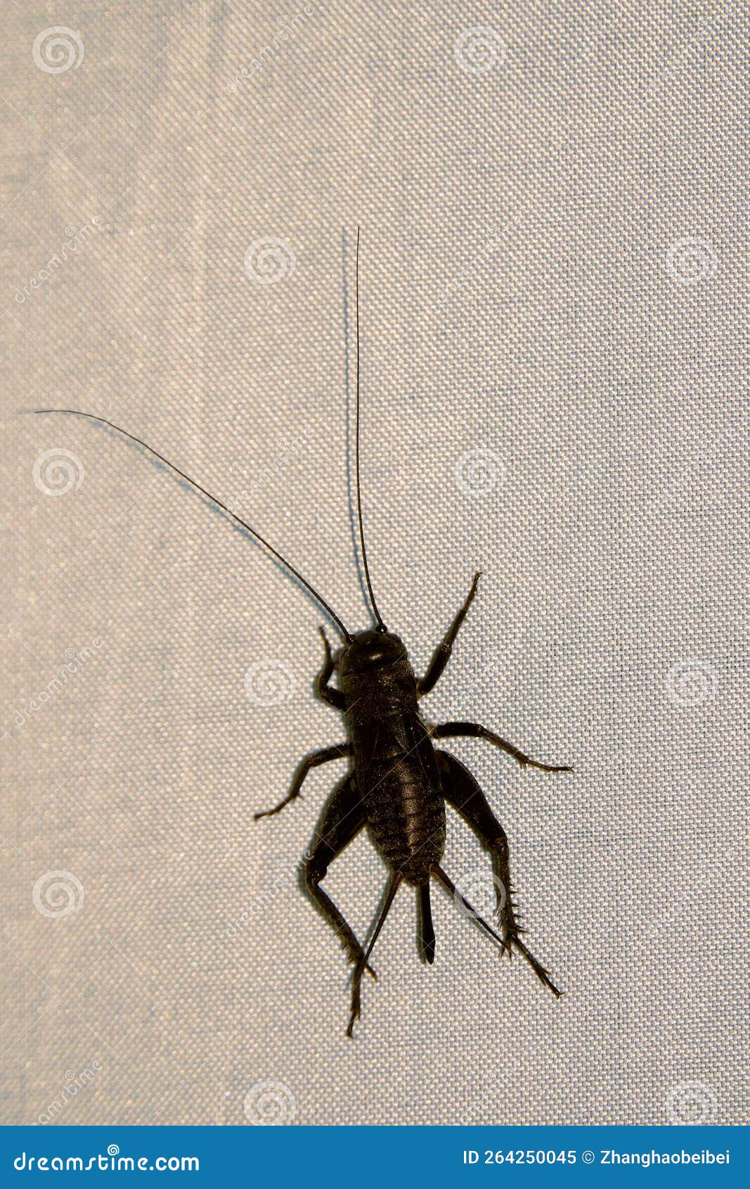 Cricket nymph stock image. Image of animals, arthropod - 264250045