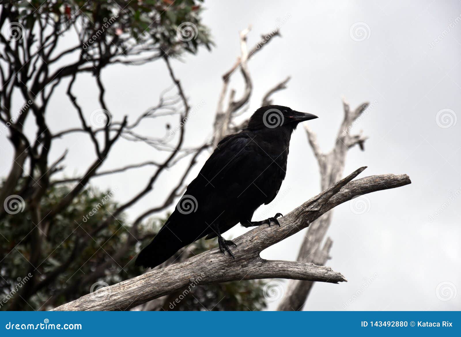 Close Up of a Black Crow Sitting on a Dead Tree Branch Stock Photo ...