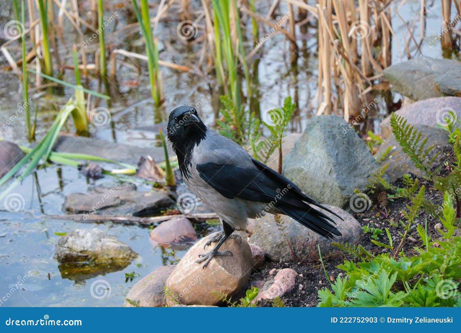 Close-up of a Black Crow Standing on a Stone Stock Image - Image of ...
