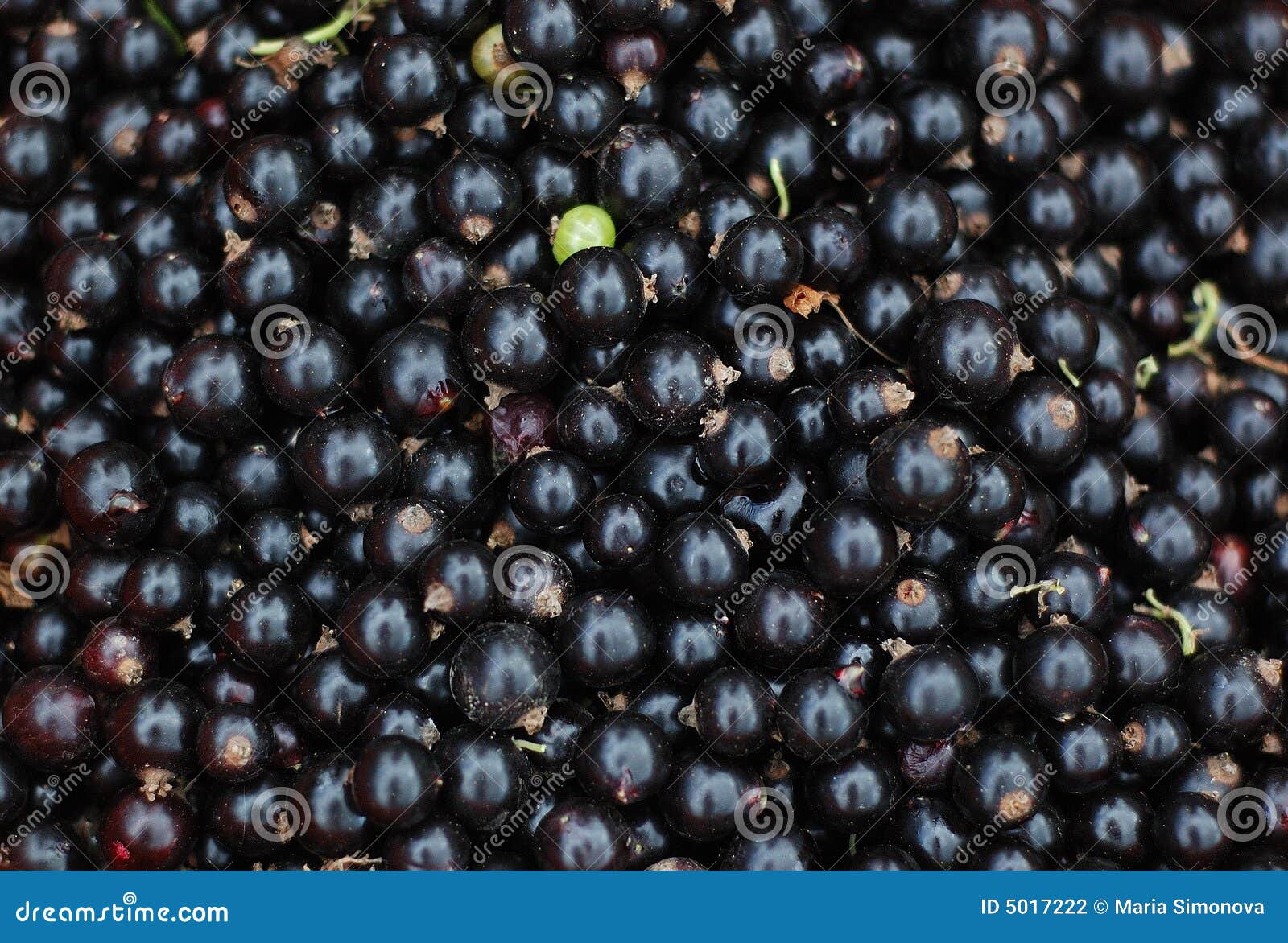 Close-up of black currants stock photo. Image of fruits - 5017222