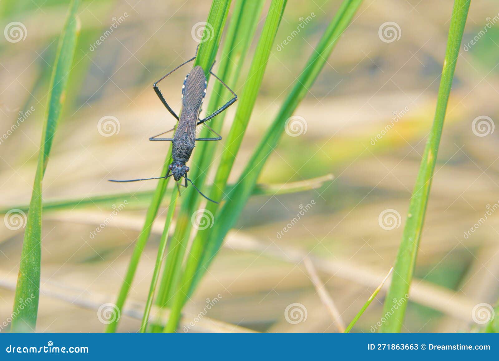 Damsel bug stock image. Image of heteroptera, animals - 271863663