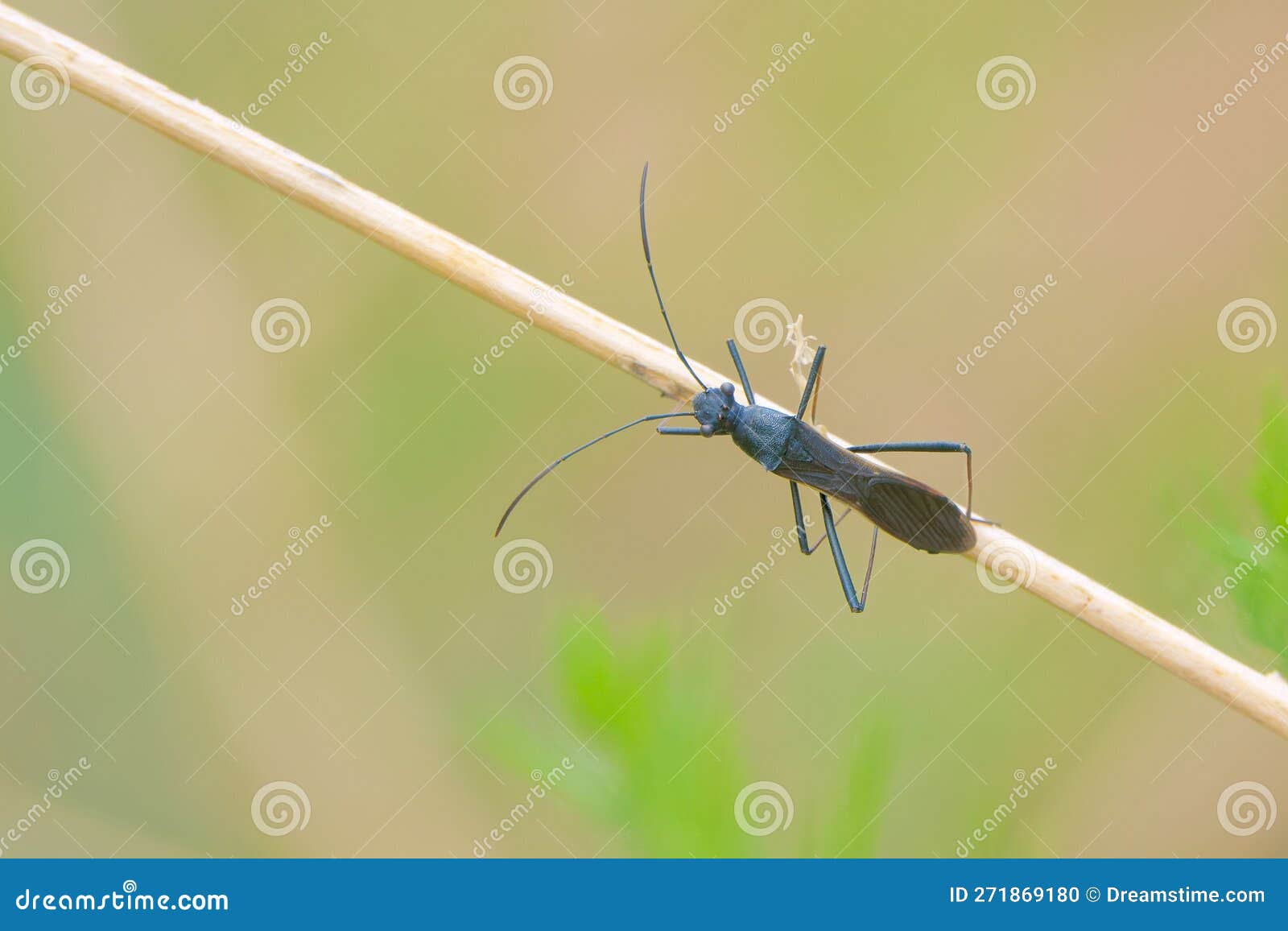 Damsel bug stock photo. Image of nabidae, animals, wildlife - 271869180