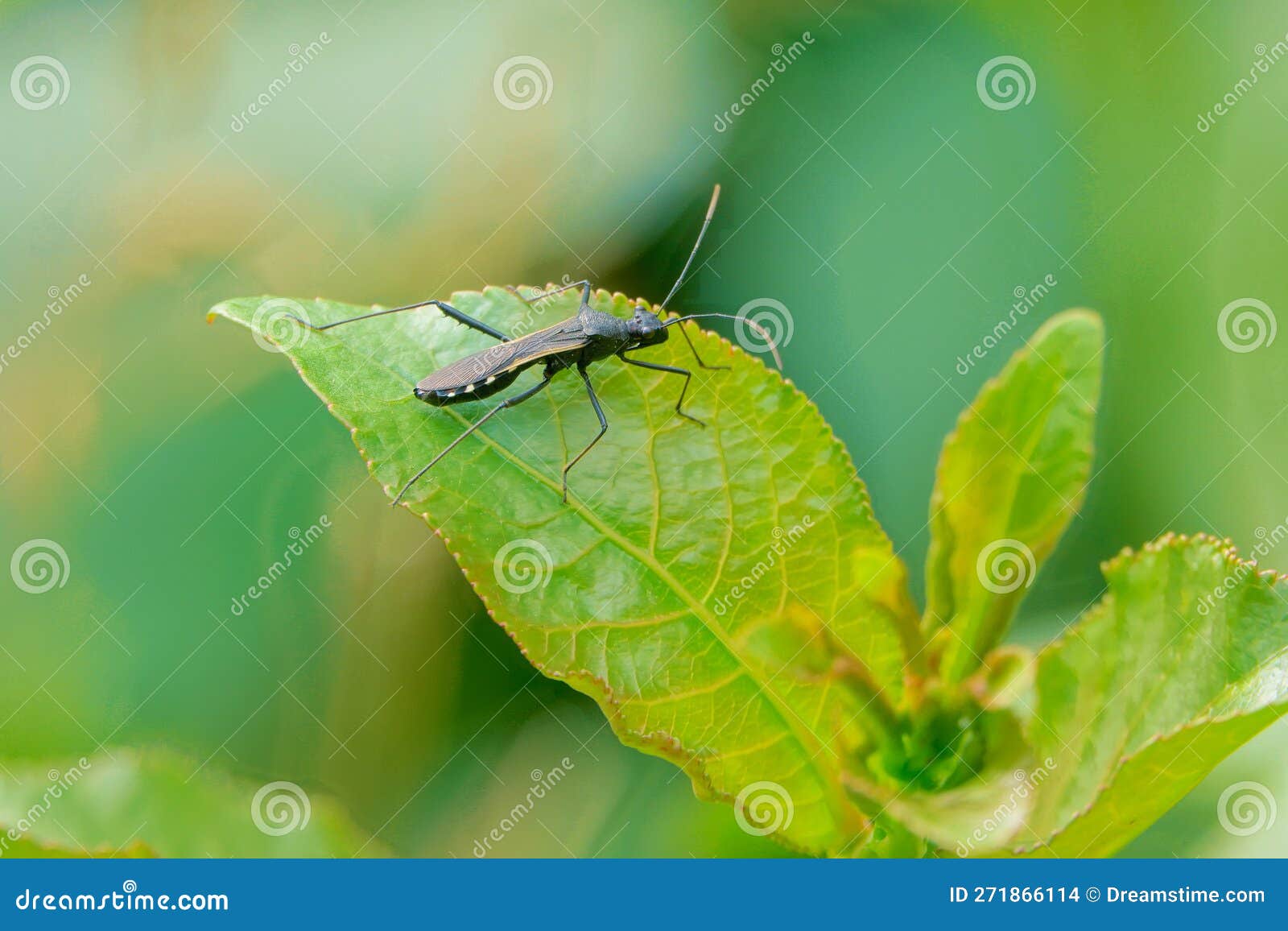 Damsel bug stock photo. Image of insect, life, nabidae - 271866114