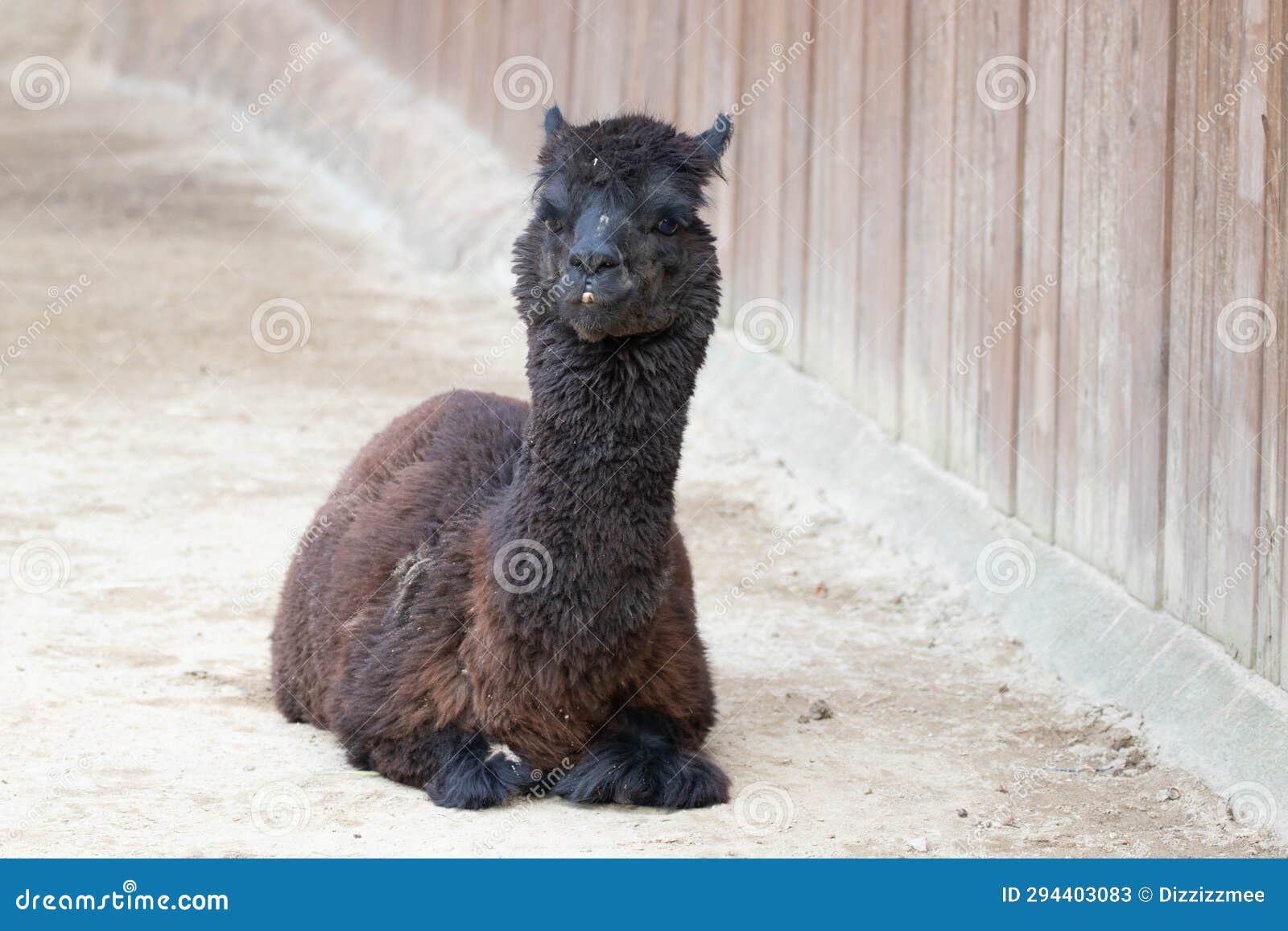 Close Up Black Funny Alpaca Sitting on the Ground Stock Image - Image ...