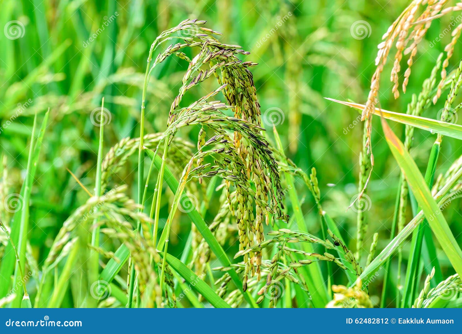 Close Up of Black Glutinous Rice Paddy in Rice Field Stock Photo ...