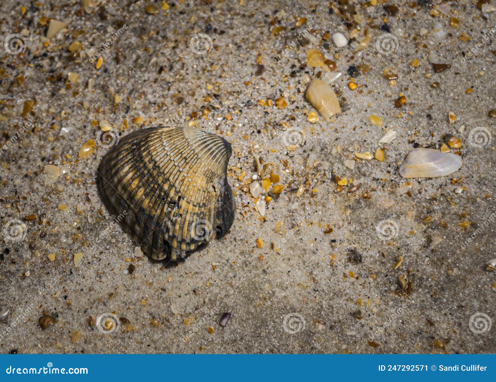 Gold and Black Scallop Shell on the Beach Stock Illustration ...