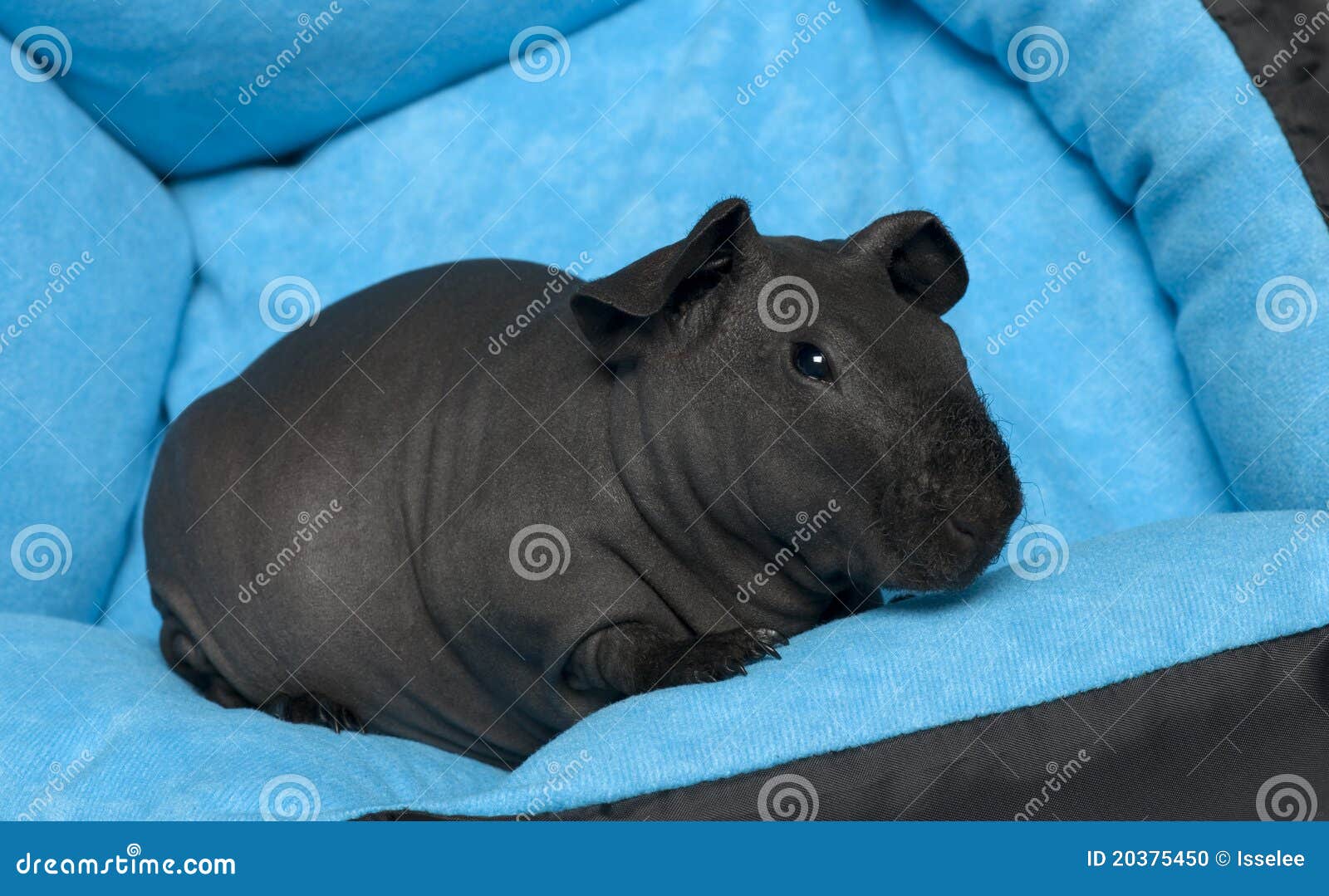 Close-up of Black Guinea Pig, 3 Months Old Stock Photo - Image of ...
