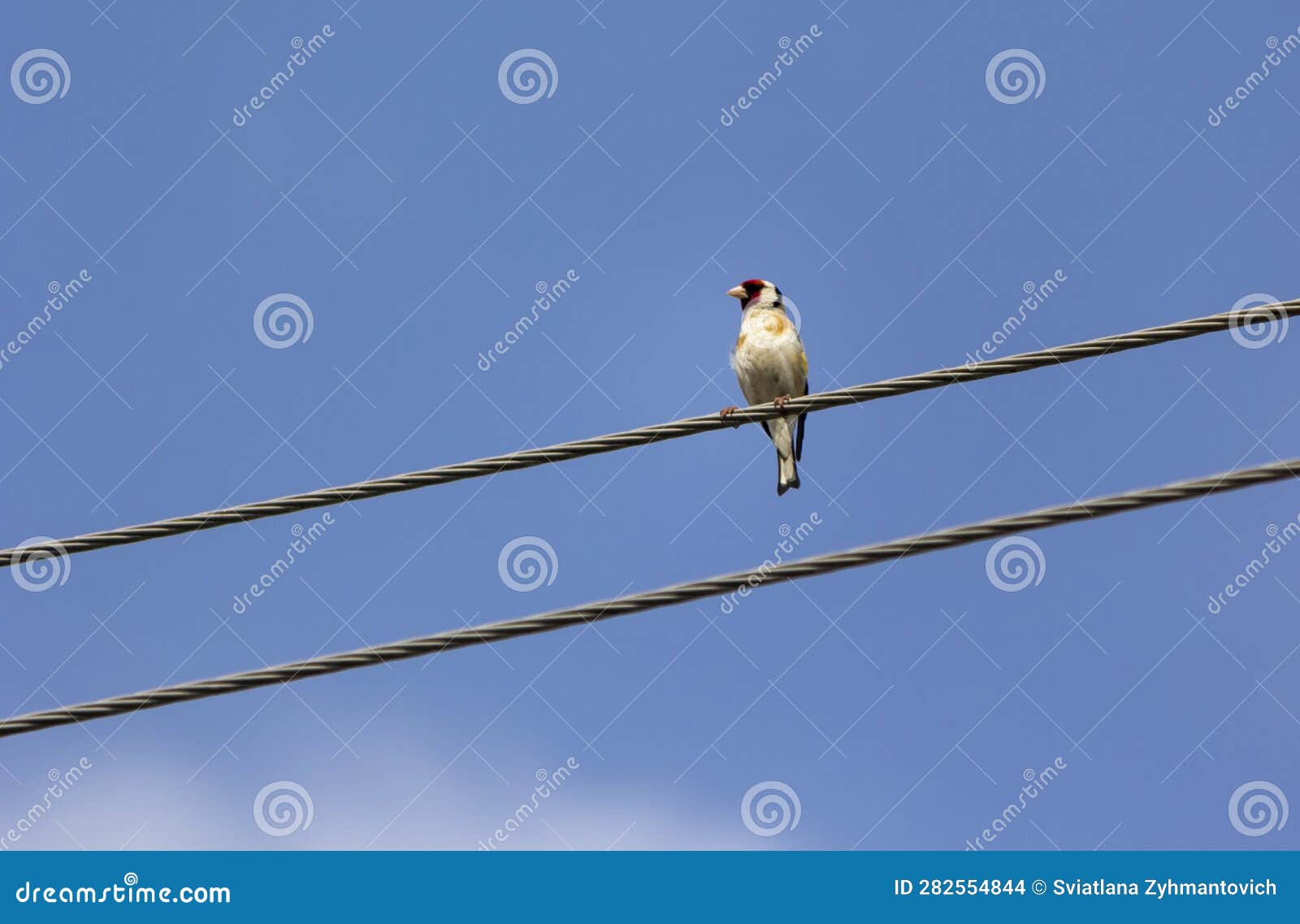 Close-up of a Black-headed Dandy Sitting on Wires in Nature Stock Photo ...