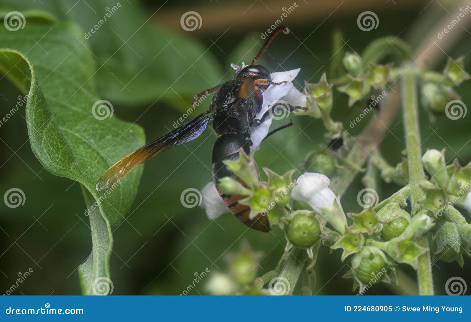 Close Up with the Black Hornet Bee Flying Over the Flora Stock Image ...